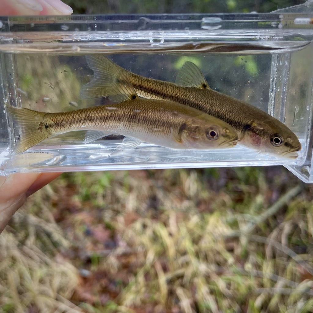 Creek Chub from Barry County, MI, USA on November 10, 2023 by Dwight Baker · iNaturalist