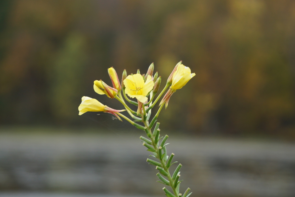 common evening-primrose from Butler County, PA, USA on October 17, 2023 ...