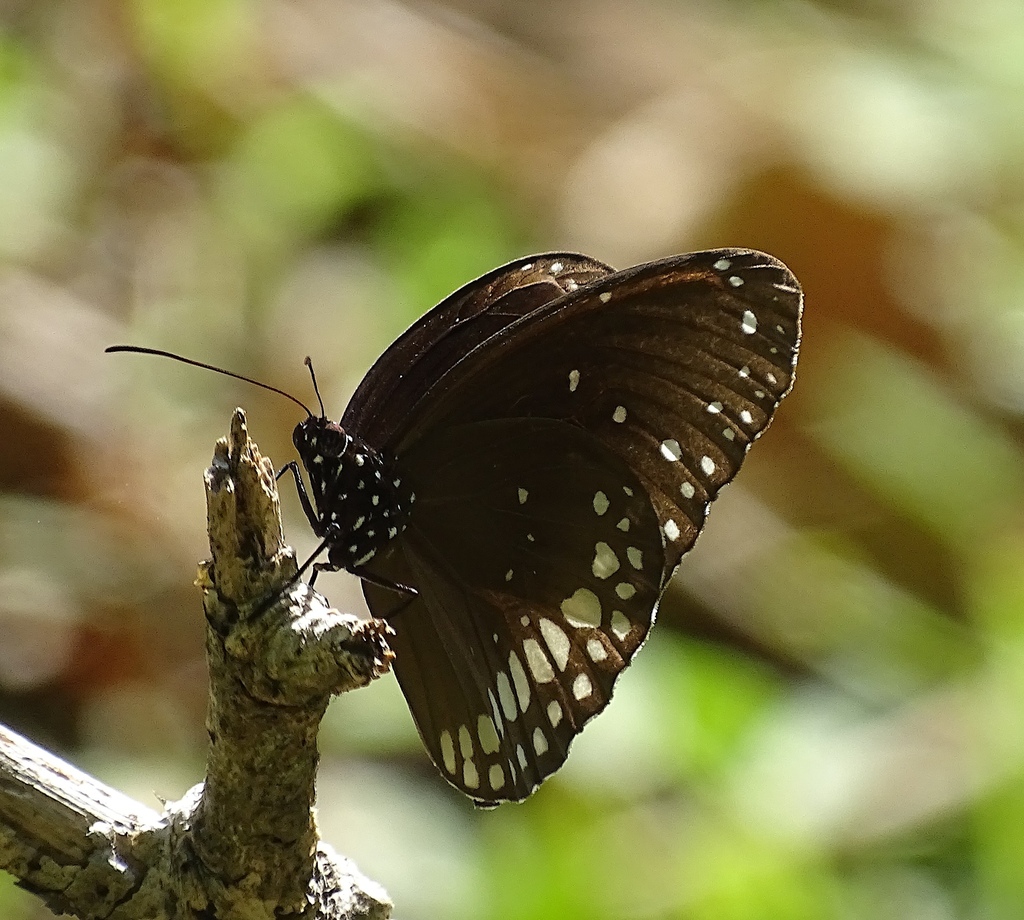 Common Crow Butterfly from Coimbatore, Tamil Nadu, India on September ...