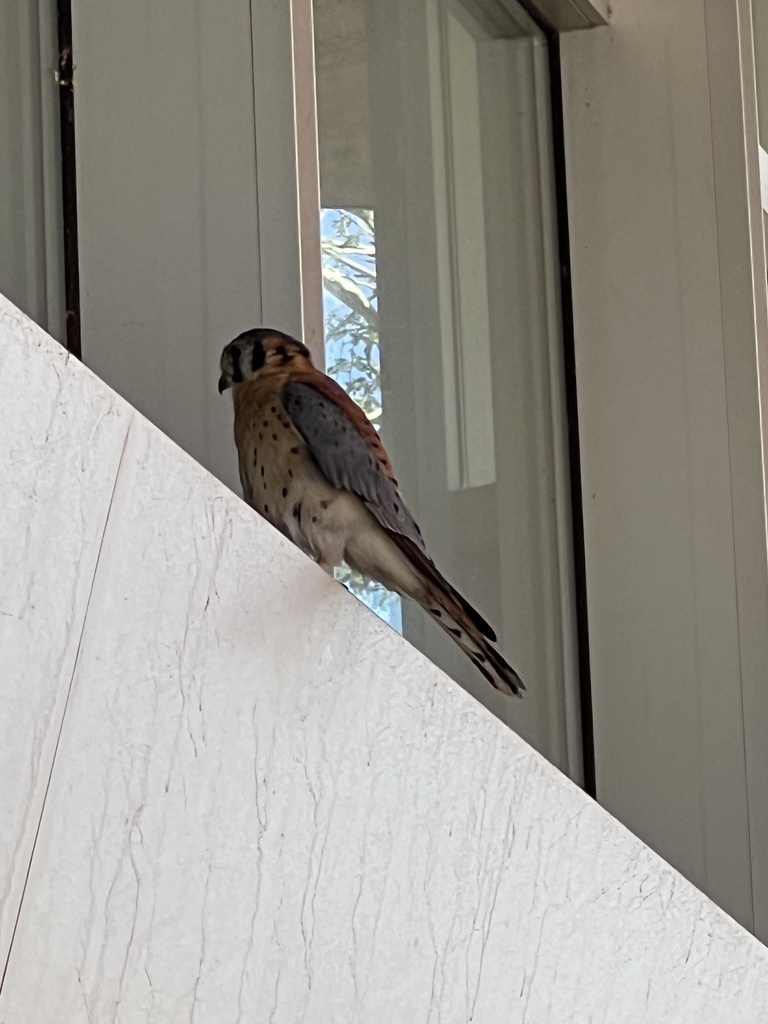 American Kestrel from Maricopa County, US-AZ, US on November 10, 2023 ...