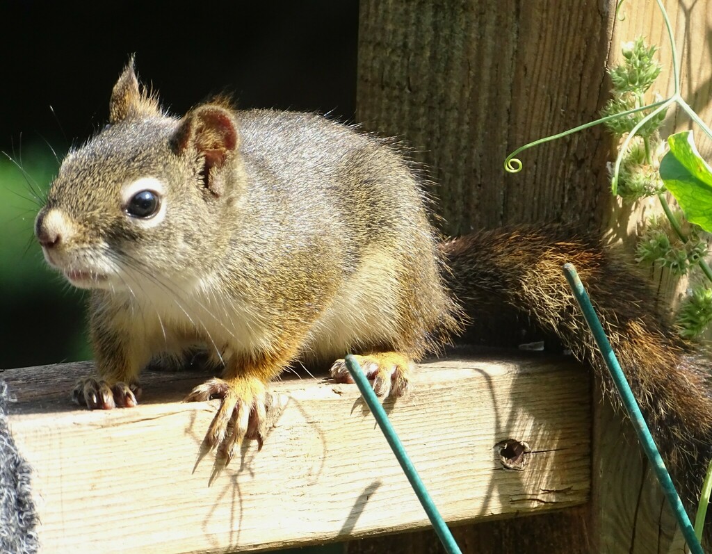 Vancouver Island Red Squirrel from Cowichan Valley, BC, Canada on ...
