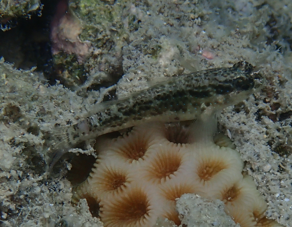 Starry Goby from Whitsunday, QLD, Australia on November 5, 2023 at 10: ...
