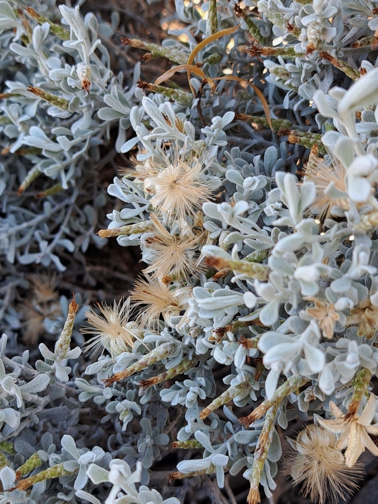 Bluebush Daisy from Dundas, AU-WA, AU on November 10, 2023 at 03:47 PM ...