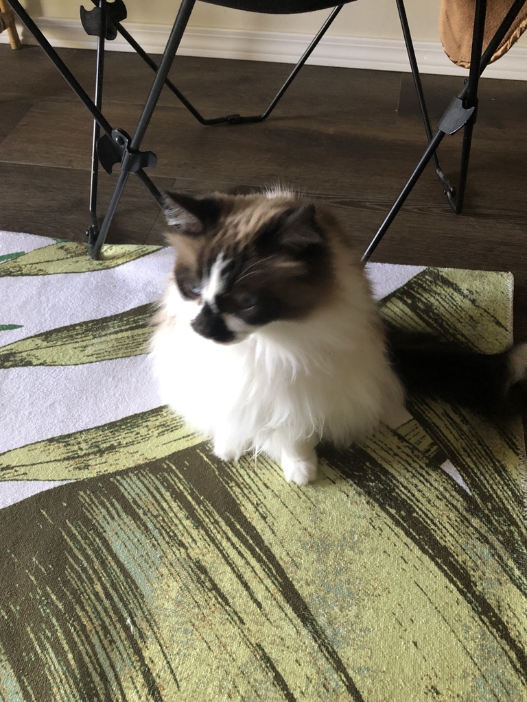 Domestic Cat from Forrest Bluff, Encinitas, CA, US on November 10, 2023 ...