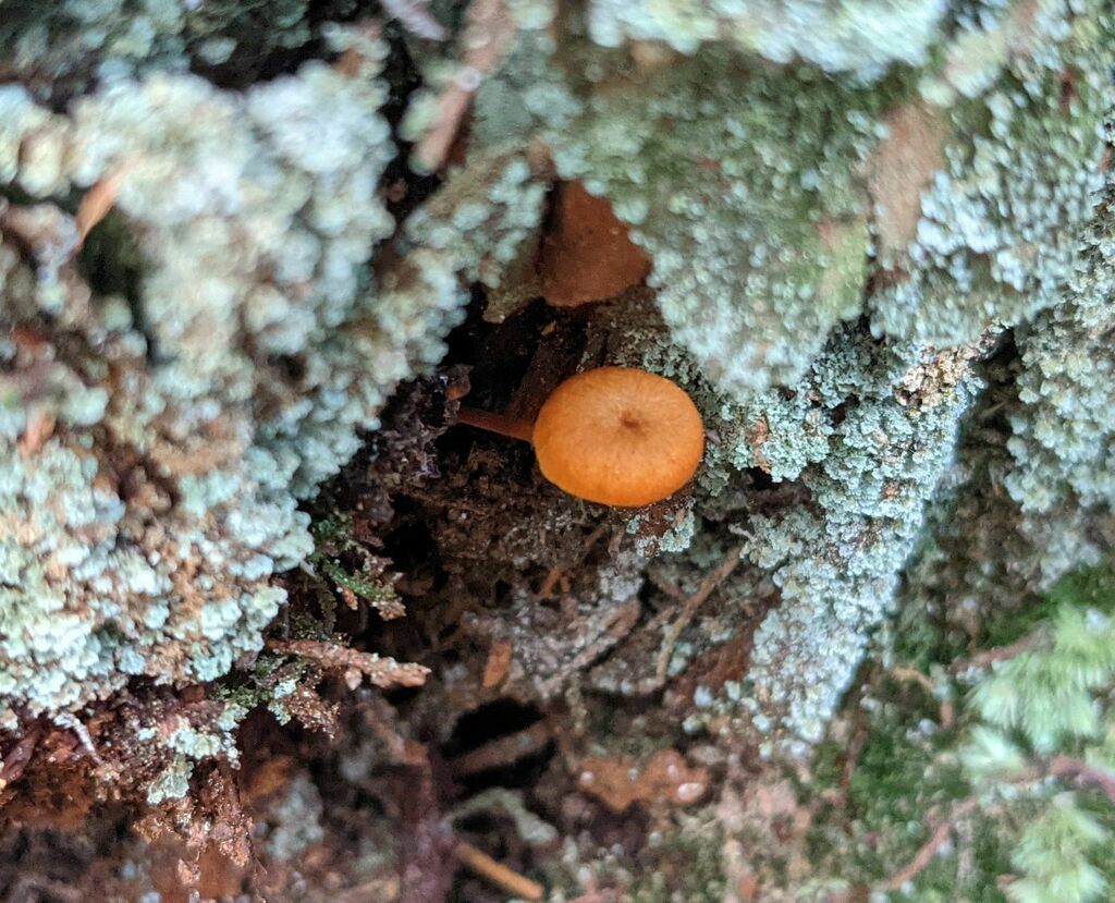 Pinewood Gingertail from Galloway, NJ, USA on November 9, 2023 at 12:51 ...