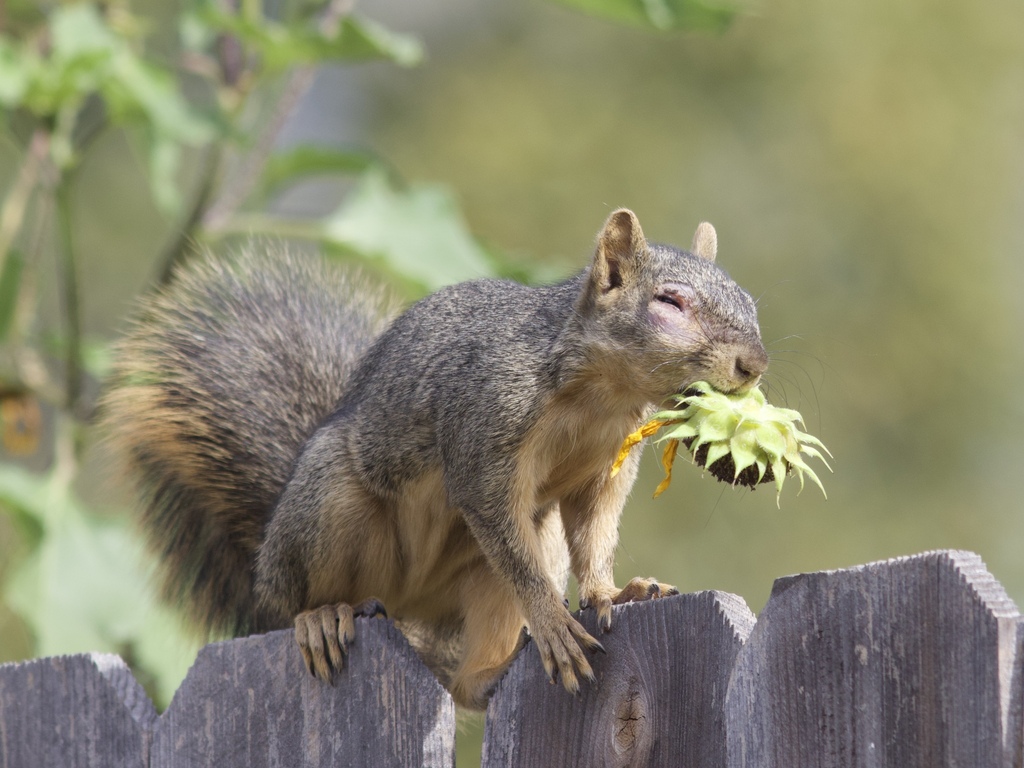 Fox Squirrel in November 2023 by njjturner. Eye injury · iNaturalist