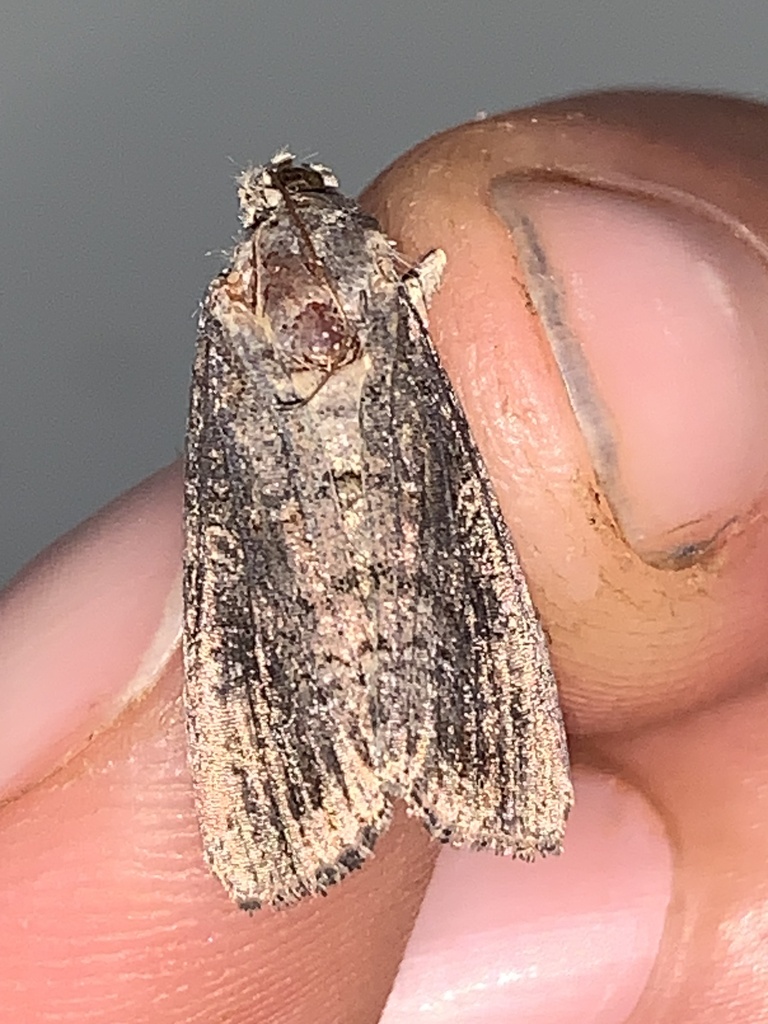 Fall Armyworm Moth from State Highway 35, Alvin, TX, US on November 10 ...