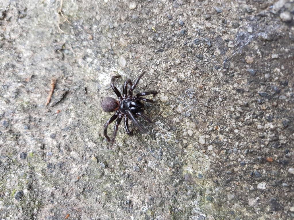 Victorian Funnel-web from Mount Evelyn VIC 3796, Australia on November ...