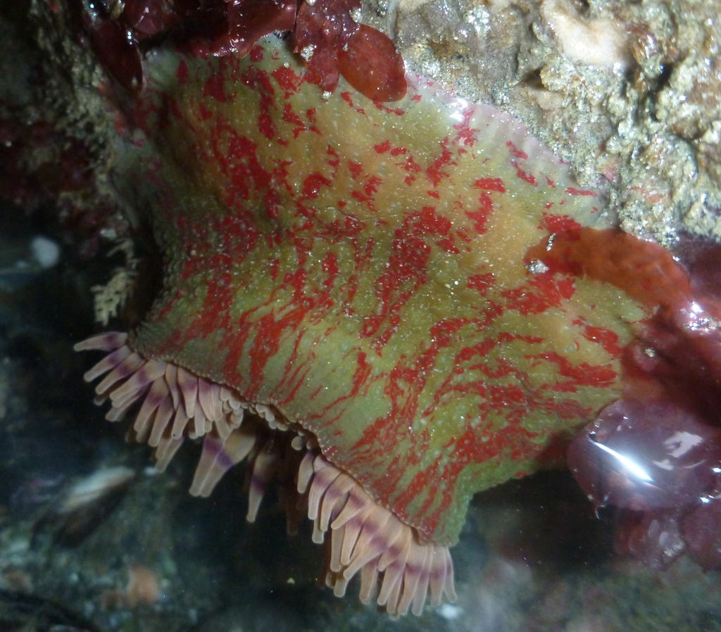 Christmas Anemone (Cnidarians of the Eastern Pacific - Anthozoans ...