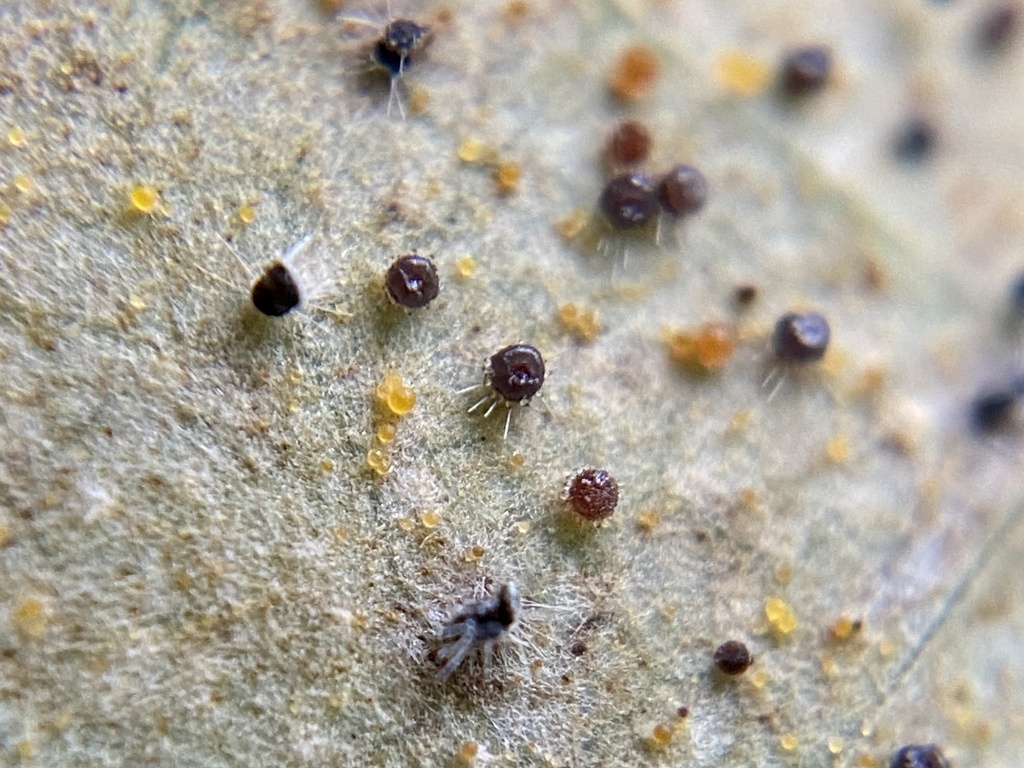 Phyllactinia liriodendri from Central Park, New York, NY, US on ...