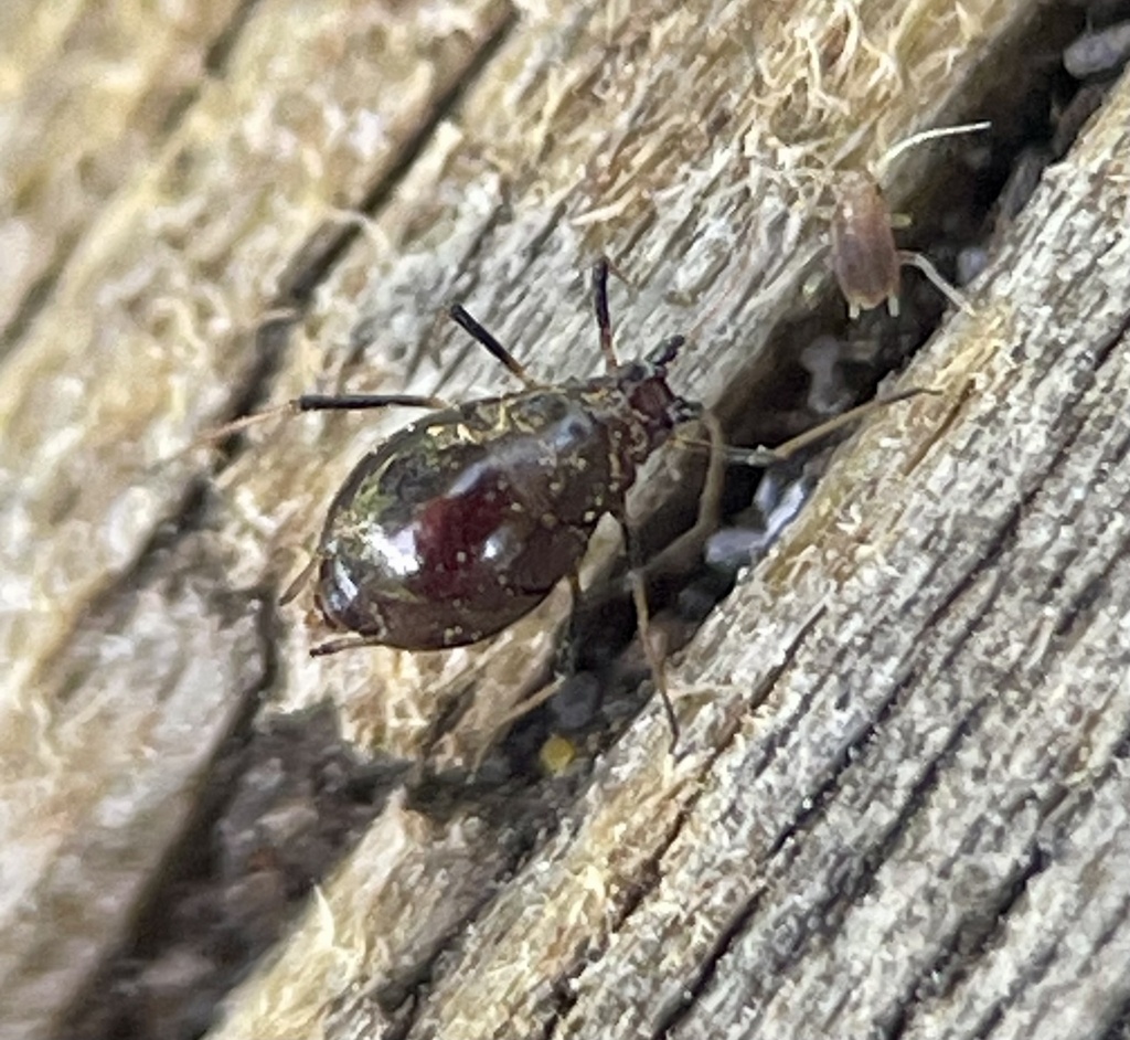 Cowpea Aphid in November 2023 by suecee. Found on onion family plant ...