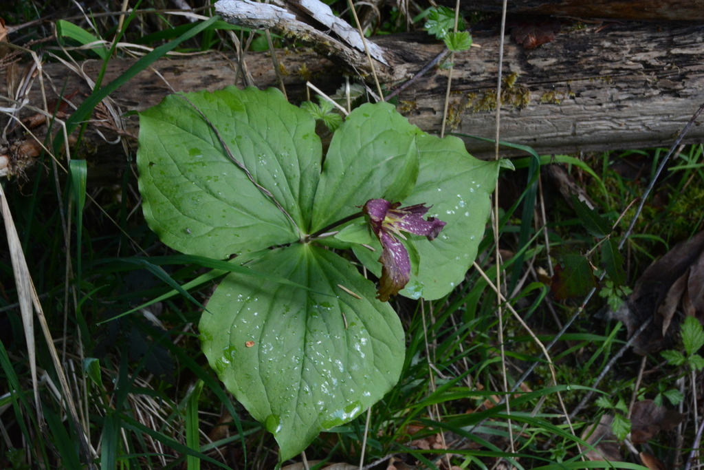 Pacific trillium from Cowichan Valley, BC, Canada on May 10, 2023 at 12 ...