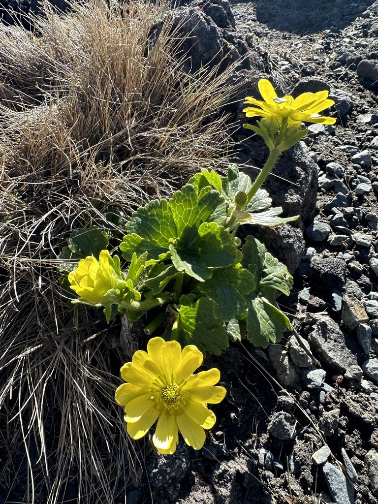 Mount Egmont Buttercup from Tongariro National Park, Tongariro National ...