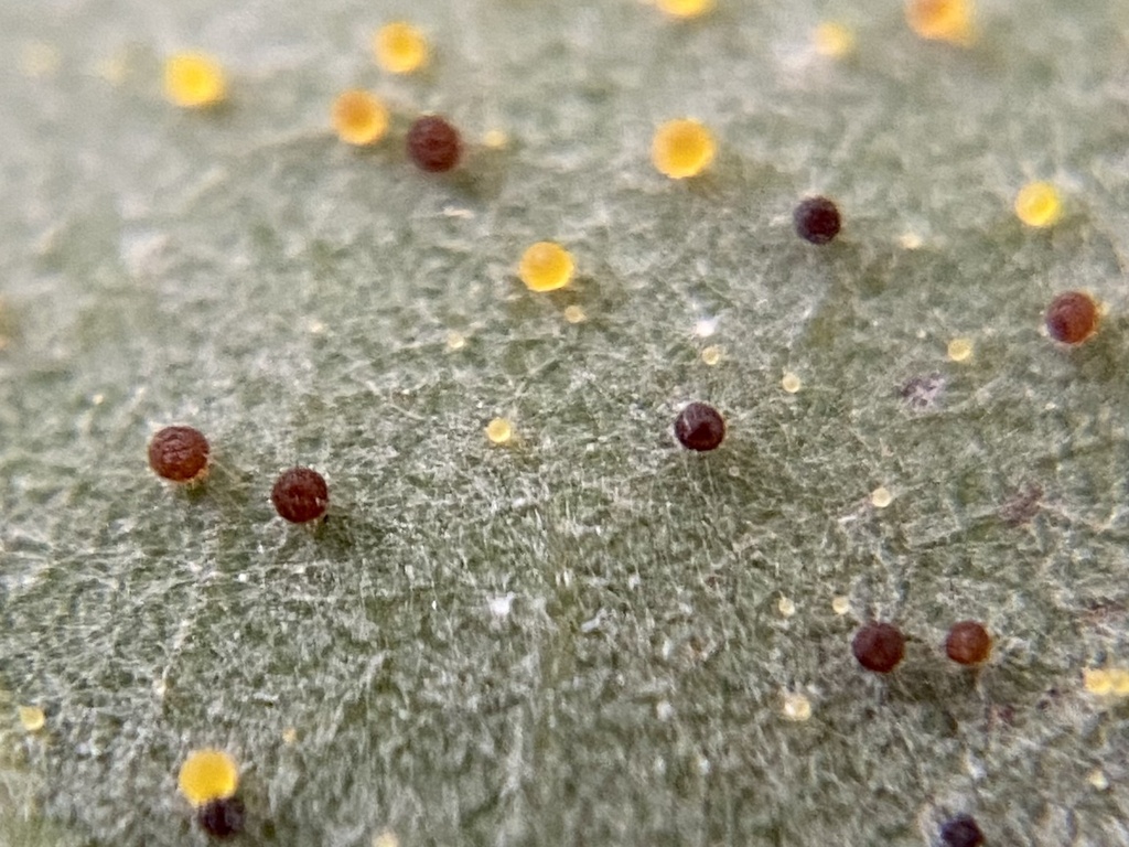 Phyllactinia robiniae from Central Park, New York, NY, US on November ...