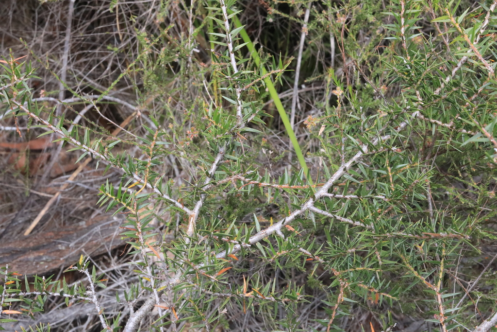 Spike Wattle from Glenworth Valley NSW 2250, Australia on October 8 ...