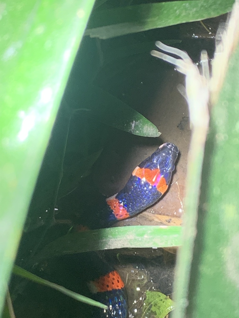 Black Halloween Snake from San Carlos, Alajuela, CR on November 10 ...