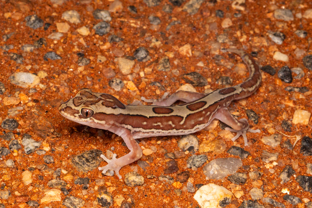 Box-patterned Ground Gecko from Living Desert State Park, NSW on ...