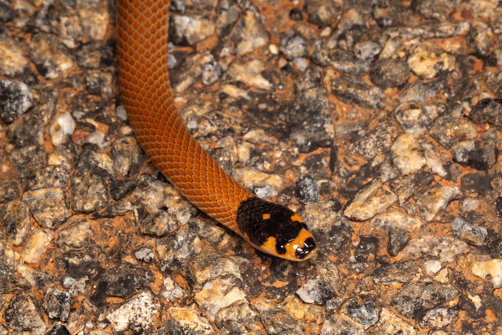 Spectacled Snake from Living Desert State Park, NSW on November 8, 2023 ...