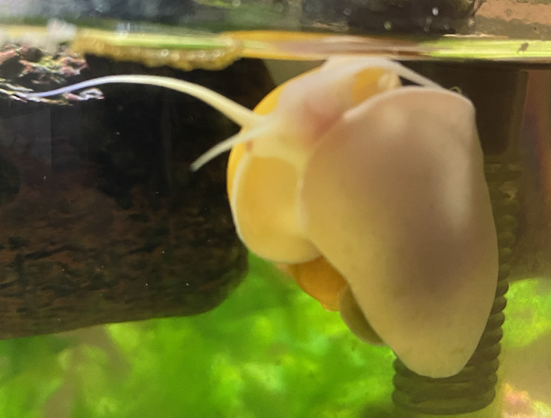Golden Mystery Snail from 7037 Islander Way, Corpus Christi, TX 78412 ...