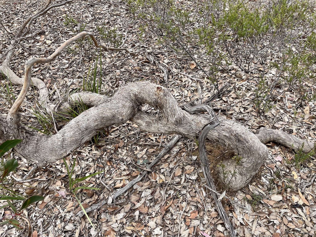 eucalyptus from Long Forest Flora and Fauna Reserve, Long Forest, VIC ...