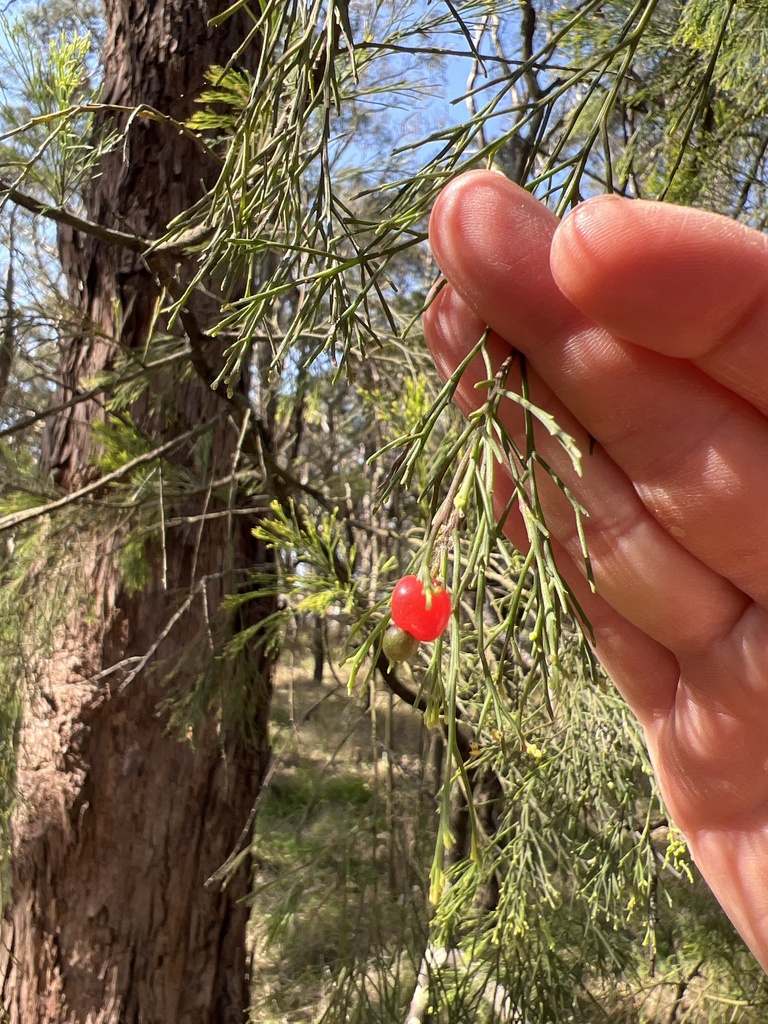 Cherry Ballart from Croom Regional Sporting Complex, Croom, NSW, AU on ...
