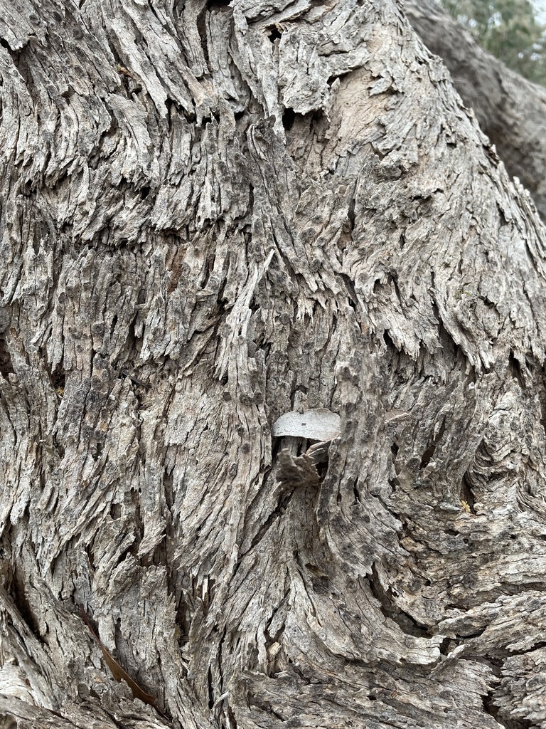 Long-leaved Box from Long Forest Flora and Fauna Reserve, Long Forest ...