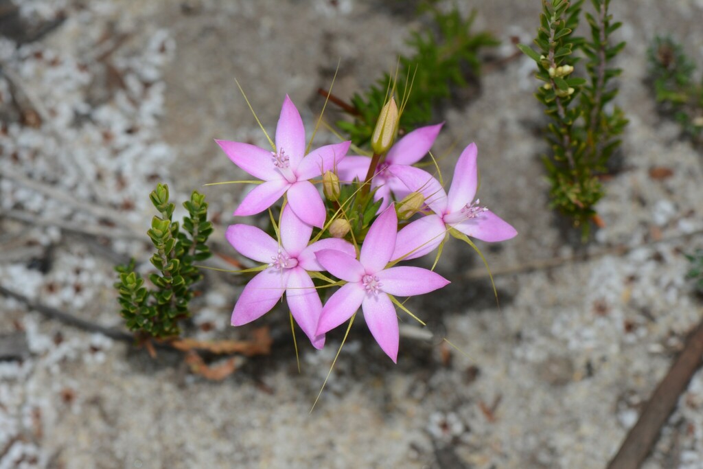 Inland Pink Starflower from Hopetoun WA 6348, Australia on September 4 ...