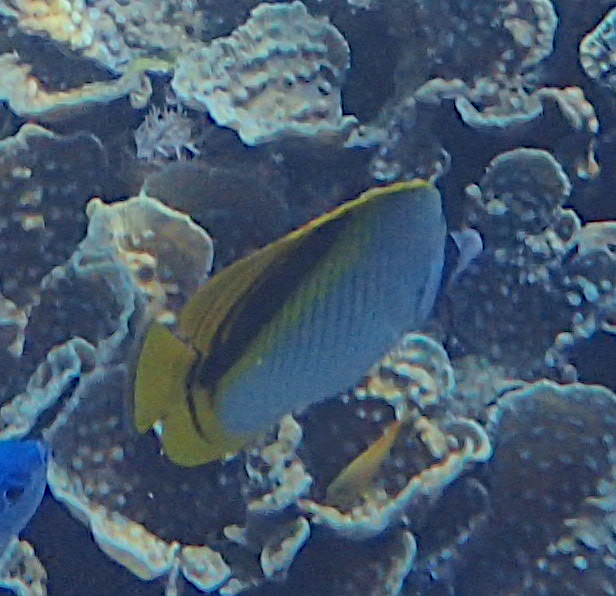 Lined Butterflyfish from Mansuar Is, Raja Ampat Regency, West Papua ...