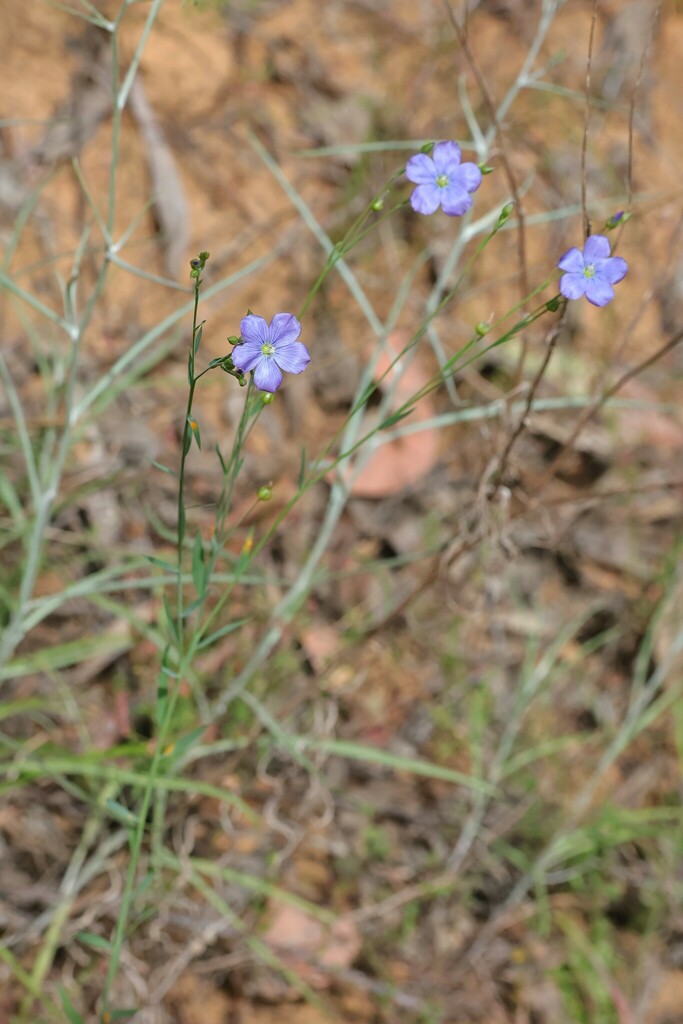 Australian Flax from Warrenbayne VIC 3670, Australia on November 5 ...