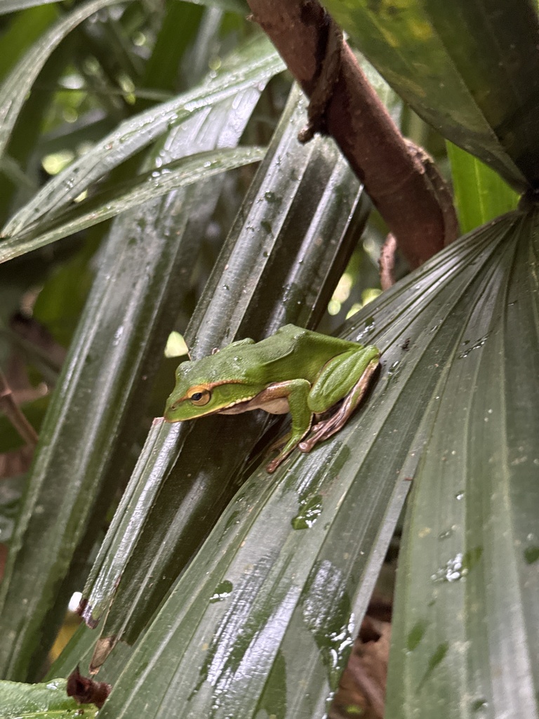Emerald Green Tree Frog in November 2023 by 兔尾草 | BunnyTailGra22 ...