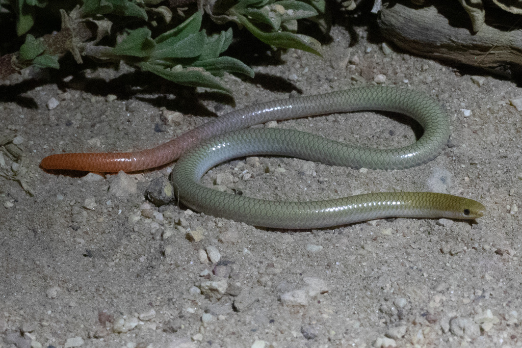 Mallee Worm-lizard in November 2023 by Joshua S. Martin · iNaturalist