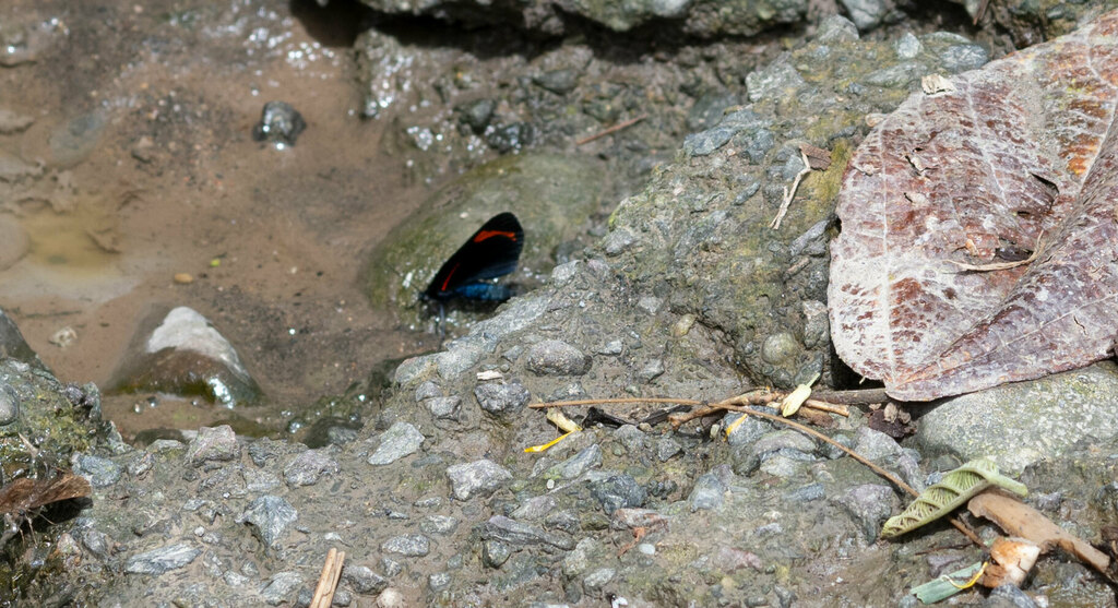 Butterflies and Moths from Puerto Napo, Ecuador on November 10, 2023 at ...
