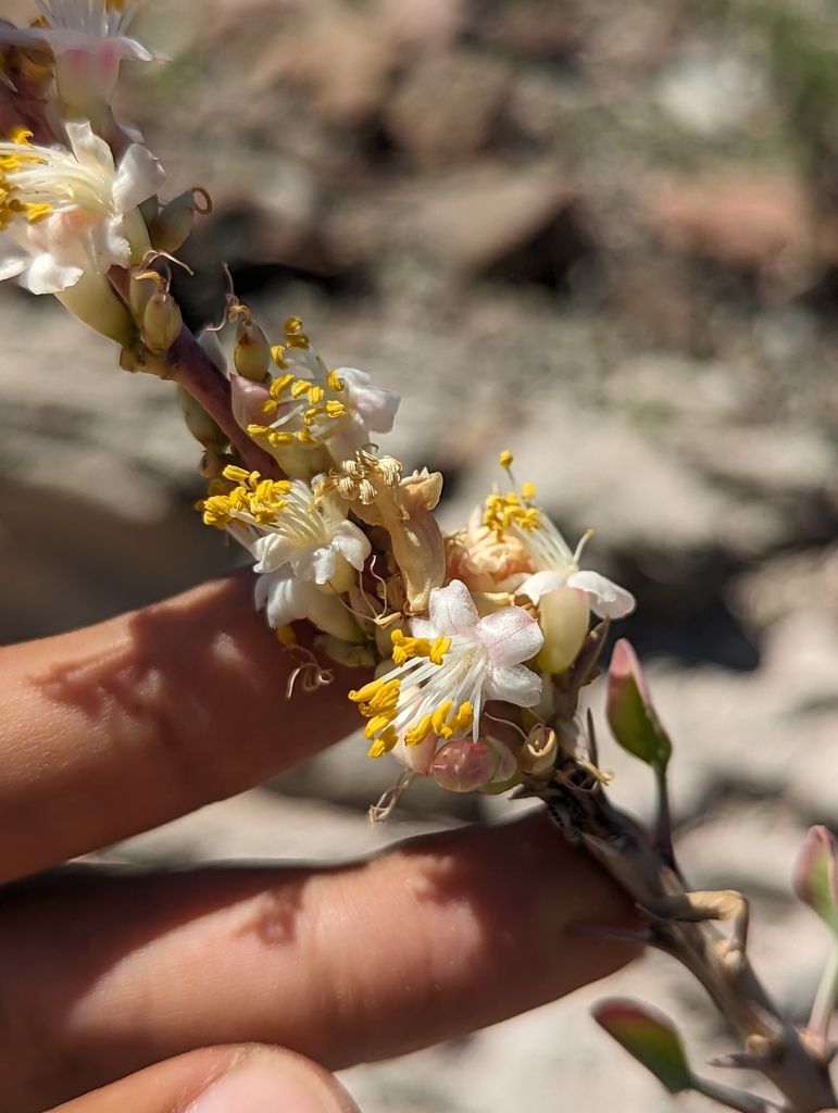 Pichilingue in November 2023 by Abraham Sánchez Romero · iNaturalist