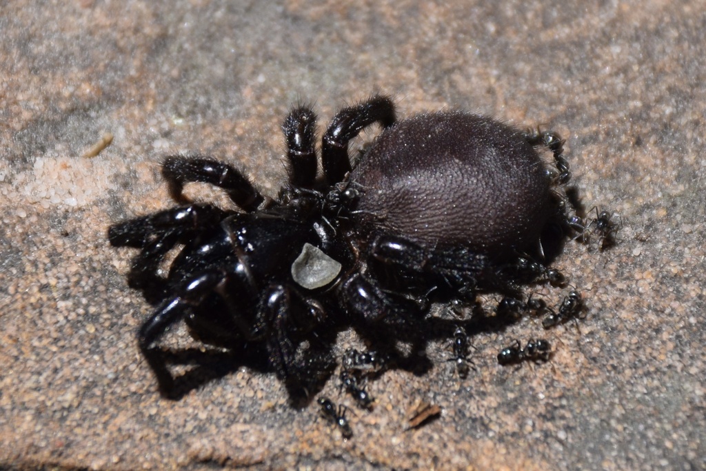 Hadronyche from Major Mitchell Plateau, Mafeking, VIC, AU on November ...
