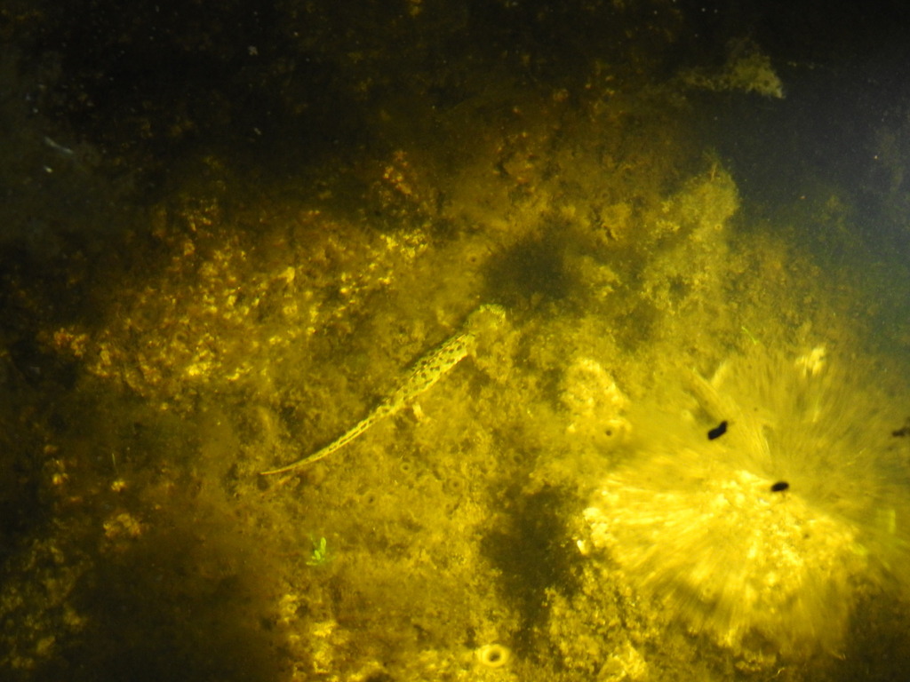 Pygmy Marbled Newt in November 2023 by ARSENIO GONZALEZ NAVARRO ...