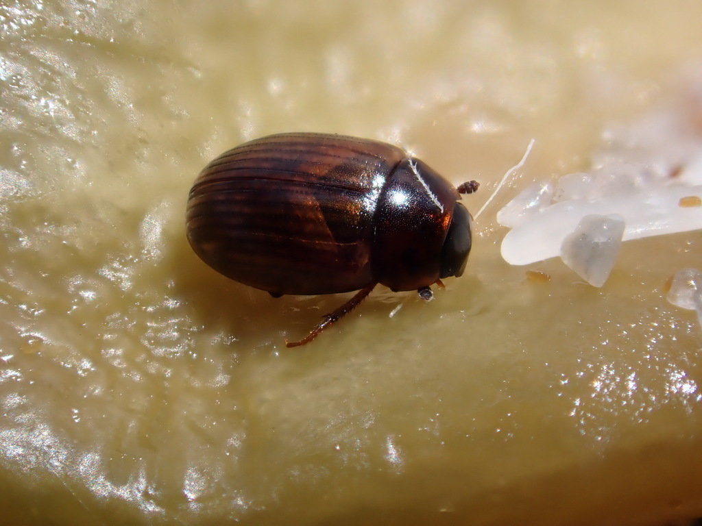 Sphaeridiinae from Namakwa District Municipality, South Africa on ...