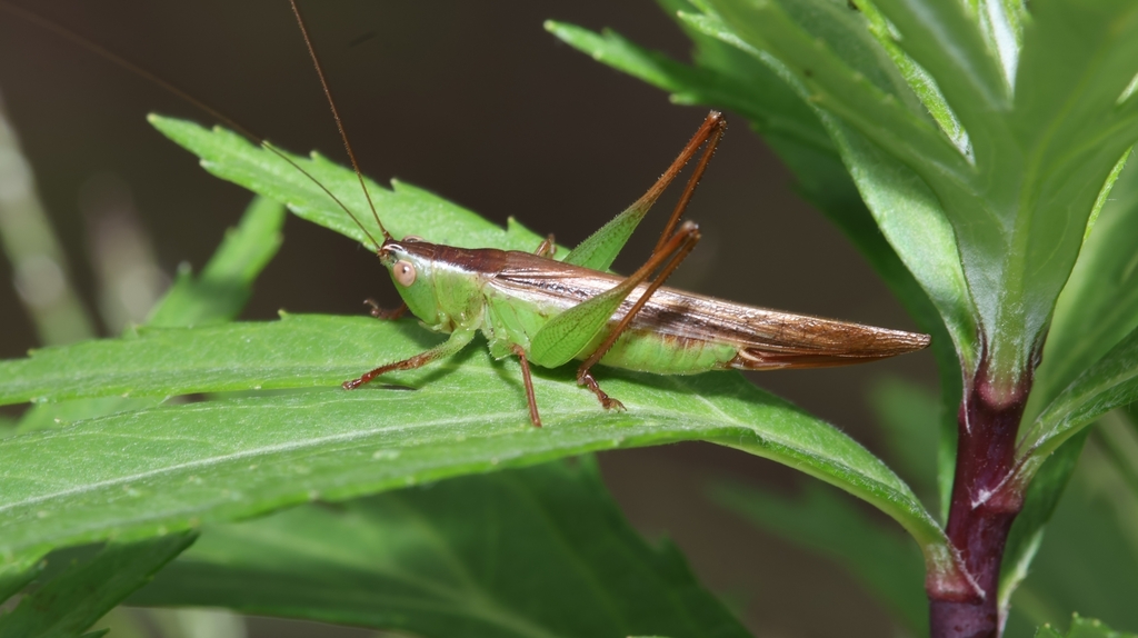 Spotted Meadow Katydid from Dazhou, CN-SC, CN on November 11, 2023 at ...