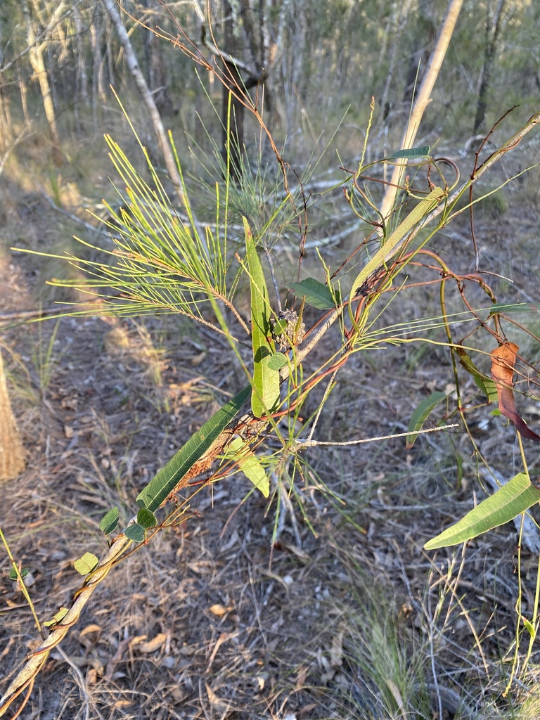 Happy wanderer from Croom Regional Sporting Complex, Croom, NSW, AU on ...