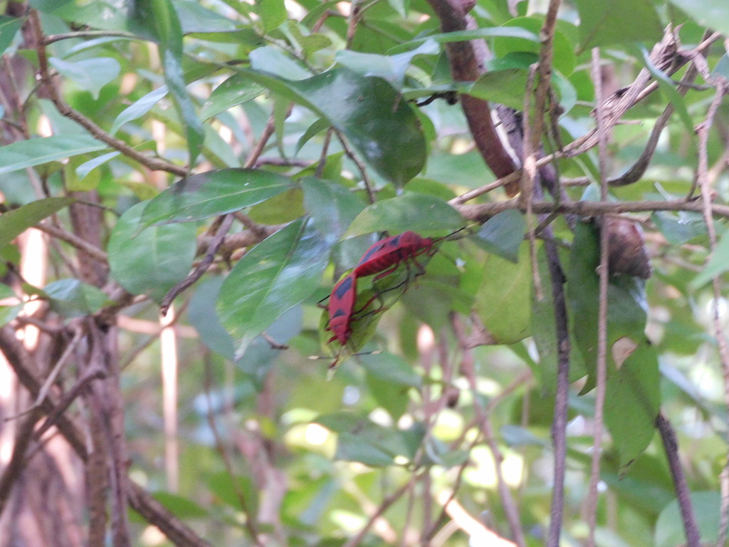 Indian Red Bug from Tholkappia Poonga Karpagam Avenue, 2797+MVG ...