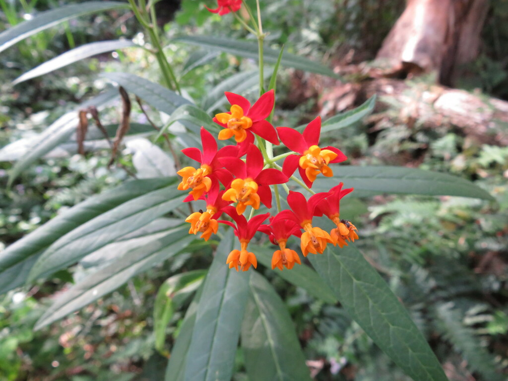 tropical milkweed from Brisbane QLD, Australia on November 11, 2023 at ...