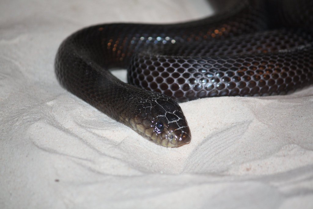 Western Black Desert Cobra (Walterinnesia aegyptia) - Snakes and Lizards