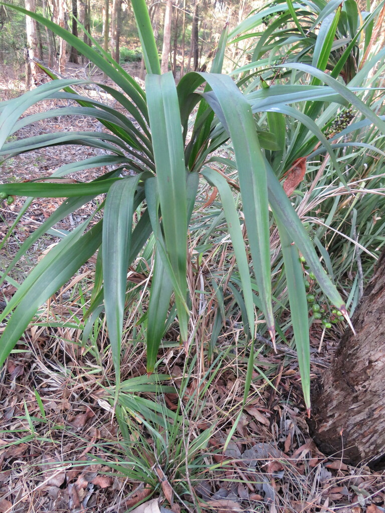 cabbage trees and allies from Brisbane QLD, Australia on November 11 ...
