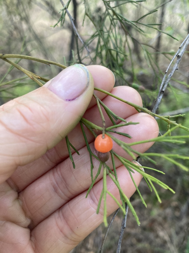 Cherry Ballart from Croom Regional Sporting Complex, Croom, NSW, AU on ...