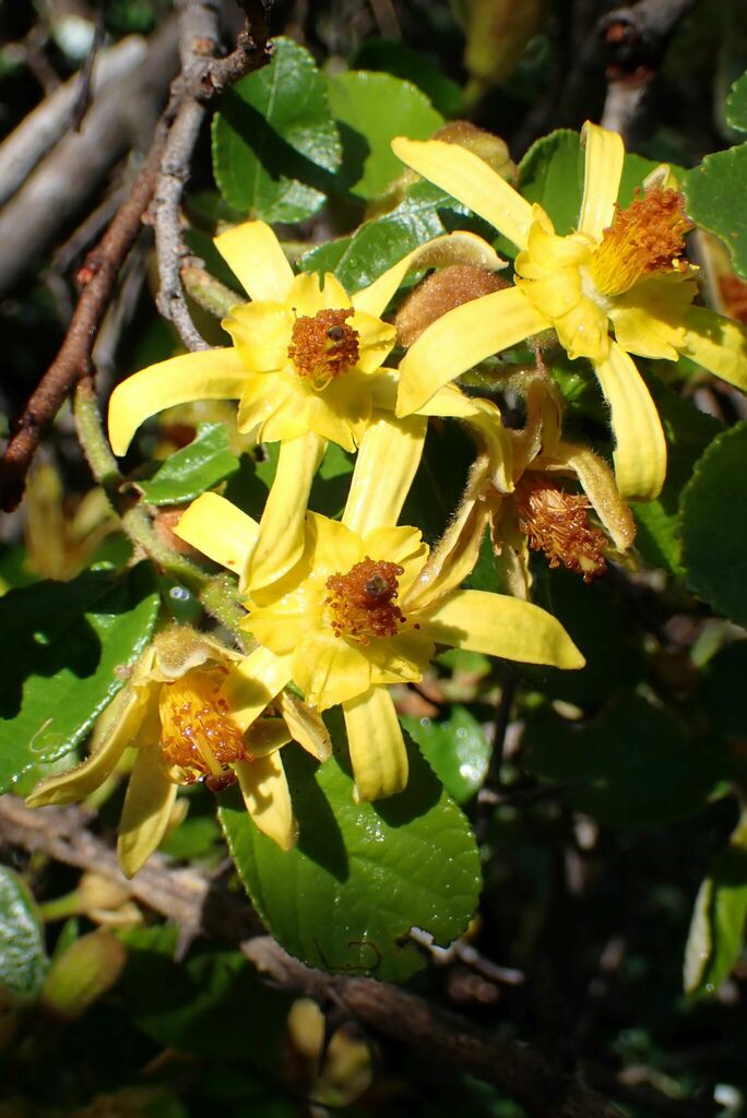 Giant Raisin from Mhlatikop Trail, Malelane, South Africa on November 8 ...