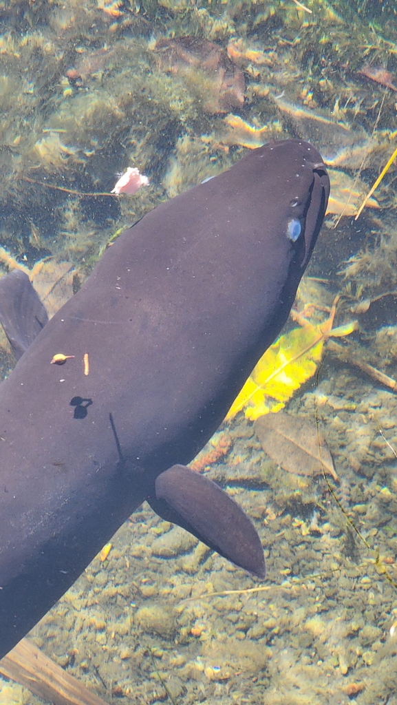 New Zealand Longfin Eel in November 2023 by jestabell · iNaturalist