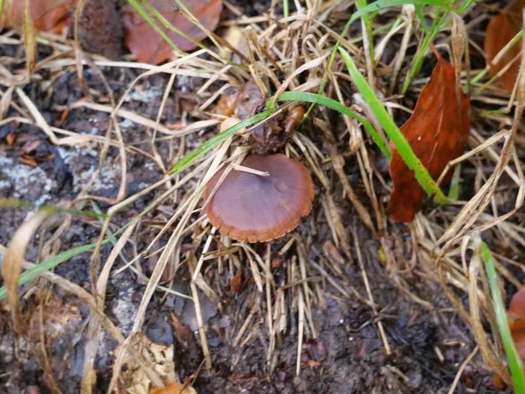 cinnamon webcap from Friston Forest East Sussex, UK on November 10 ...