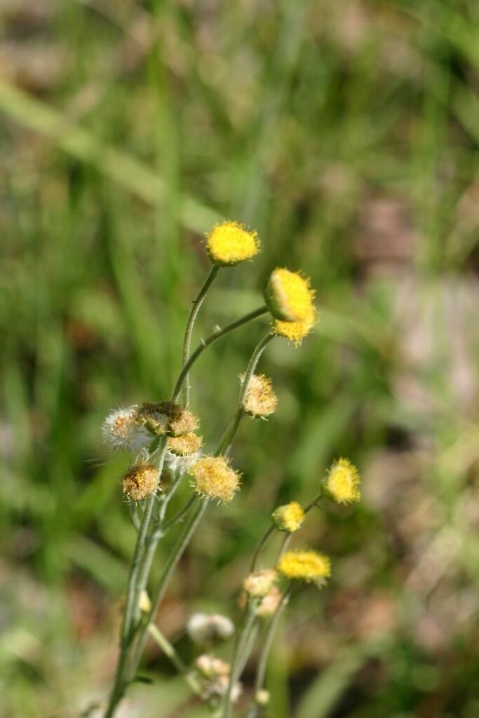 Conyza limosa from Cleveland Dam, Harare East, Harare, Zimbabwe on ...