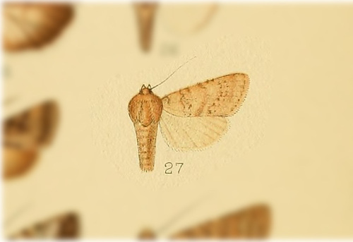 Copitarsia humilis · iNaturalist