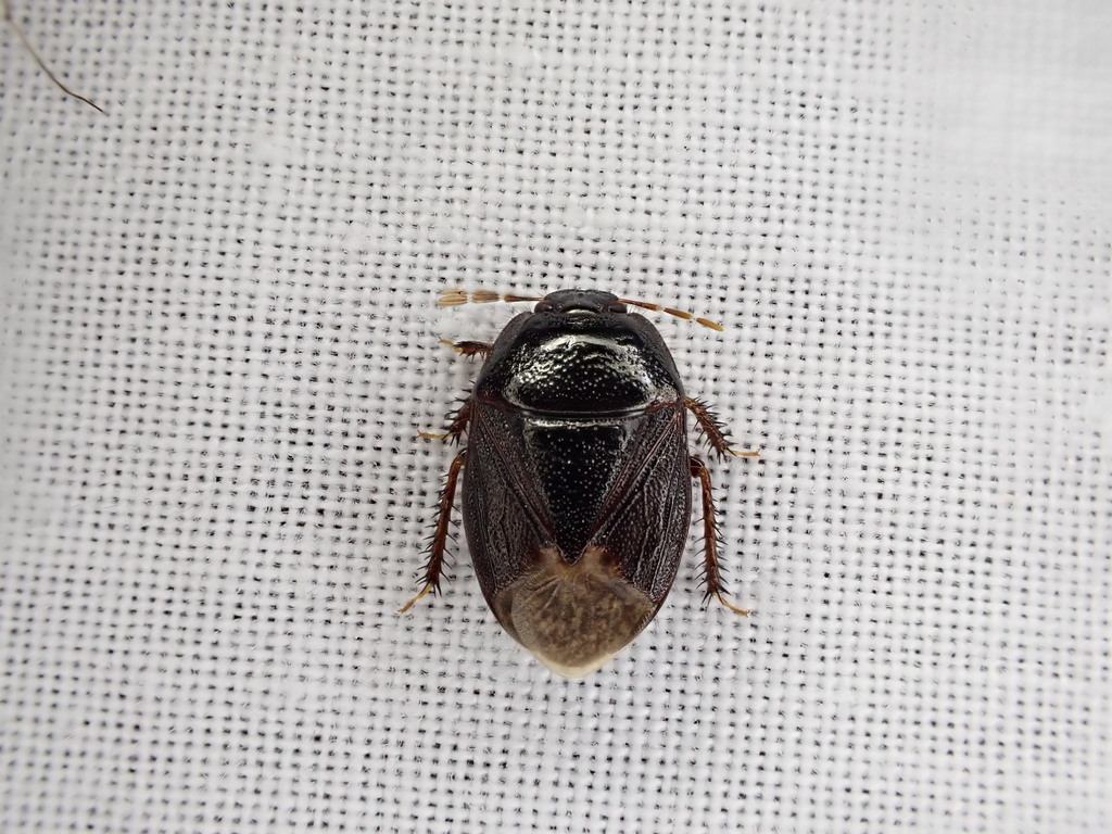 Winged and Once-winged Insects in November 2023 by stanley8m · iNaturalist