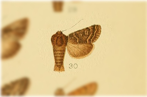 Copitarsia patagonica · iNaturalist